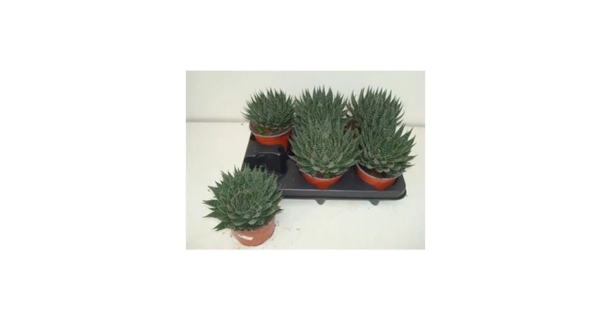 Aloe fajták