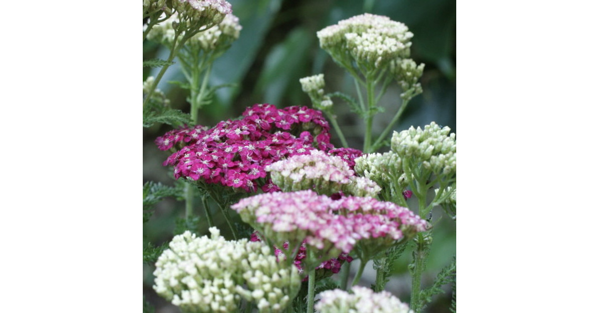 Achillea-Cickafark fajták - Évelők