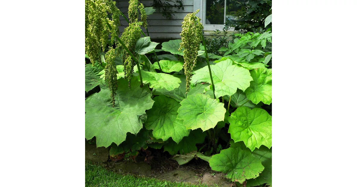 Astilbe-Kerti tollbuga fajták - Évelők