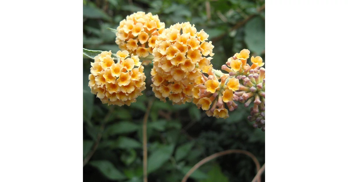Buddleja fajták