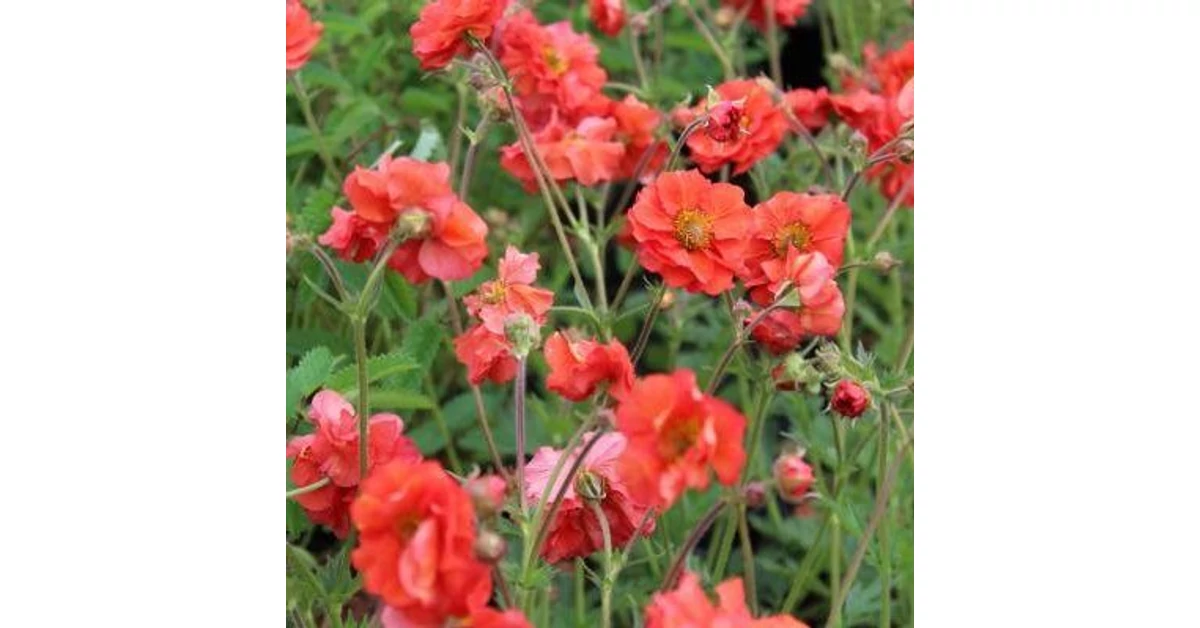 Geum-Gyömbérgyökér fajták - Évelők