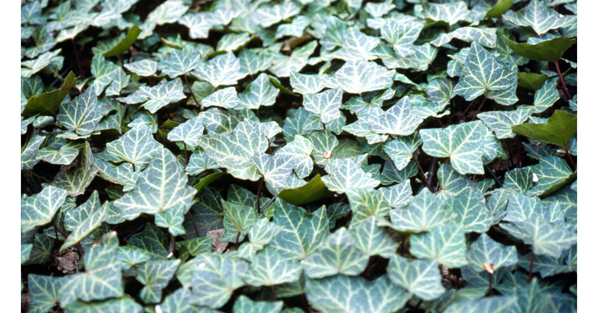 Hedera-borostyán fajták - Évelők