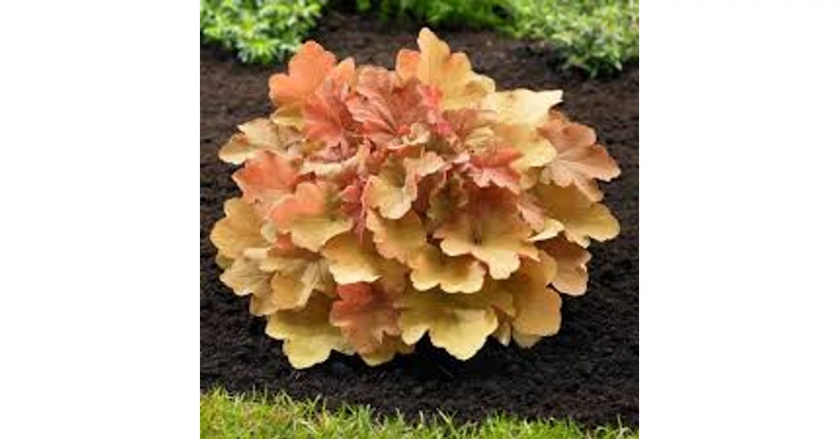 Heuchera fajták