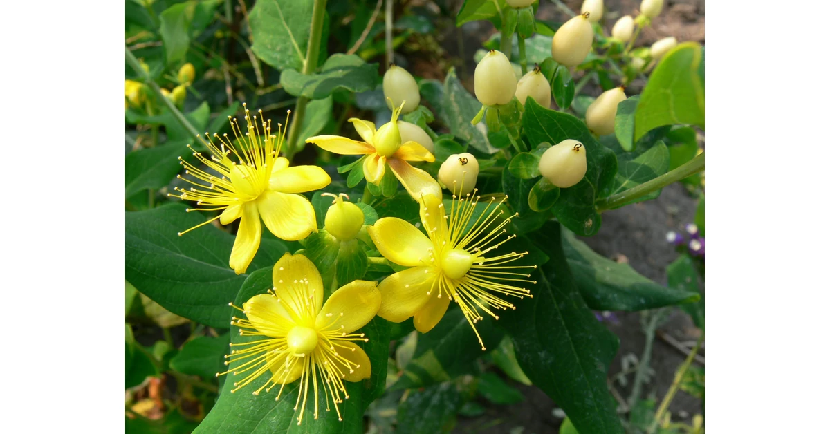 Hypericum fajták