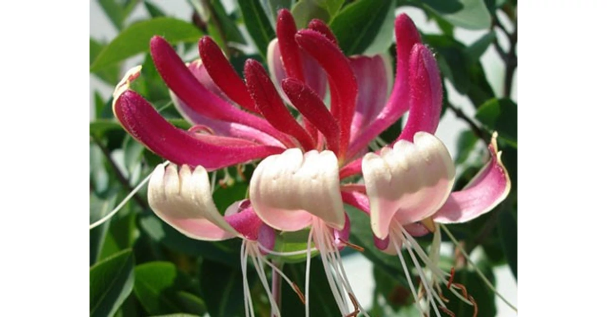 Lonicera fajták