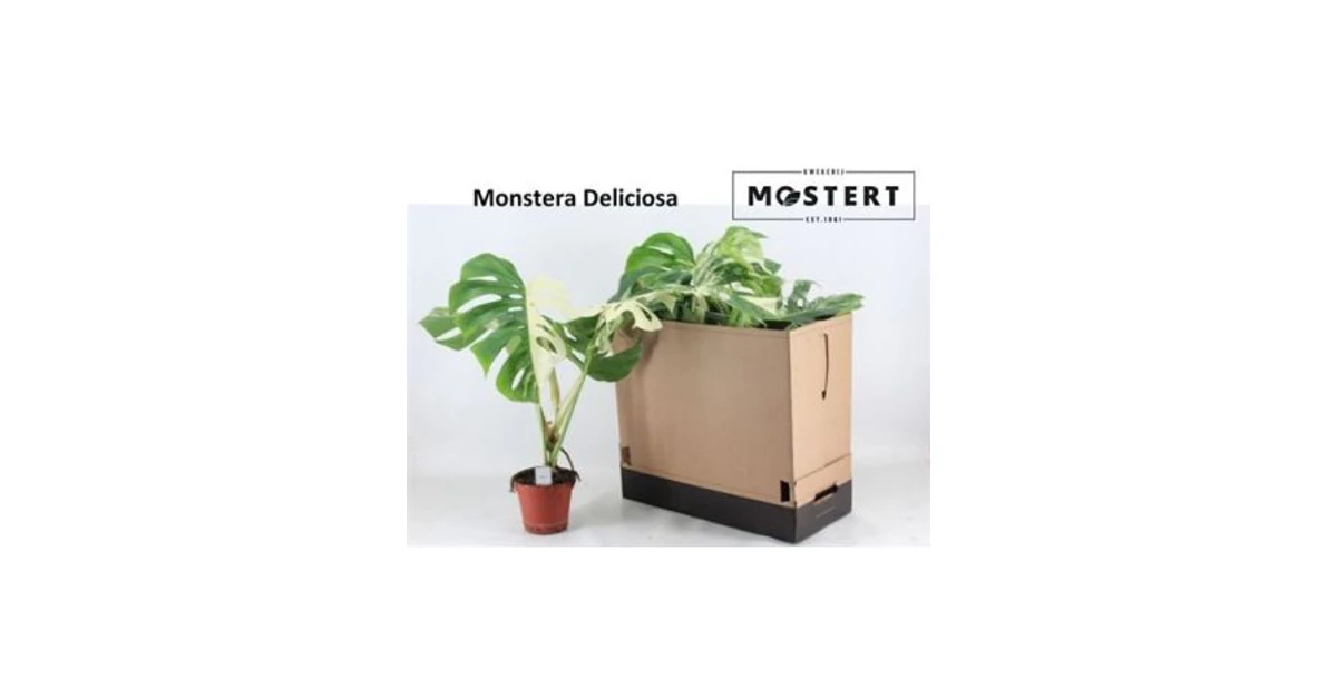 Monstera fajták