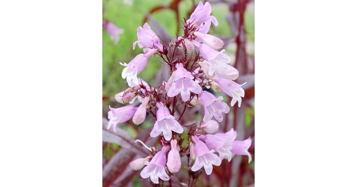 Penstemon-bugatölcsér fajták - Évelők