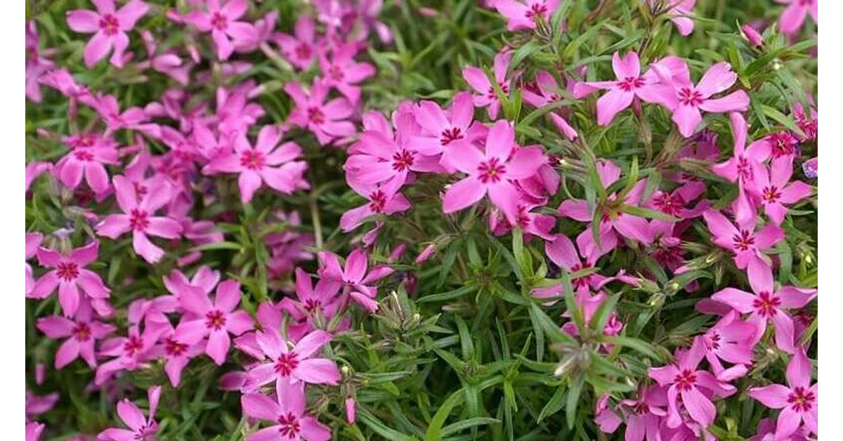 Phlox-lángvirág fajták - Évelők