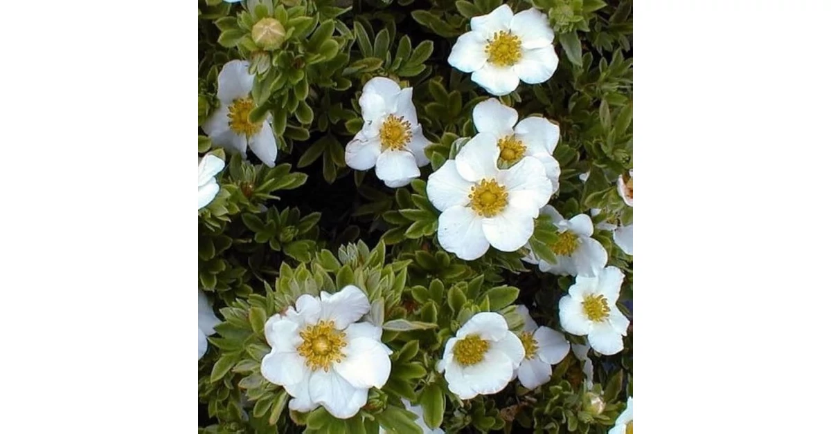 Potentilla fajták