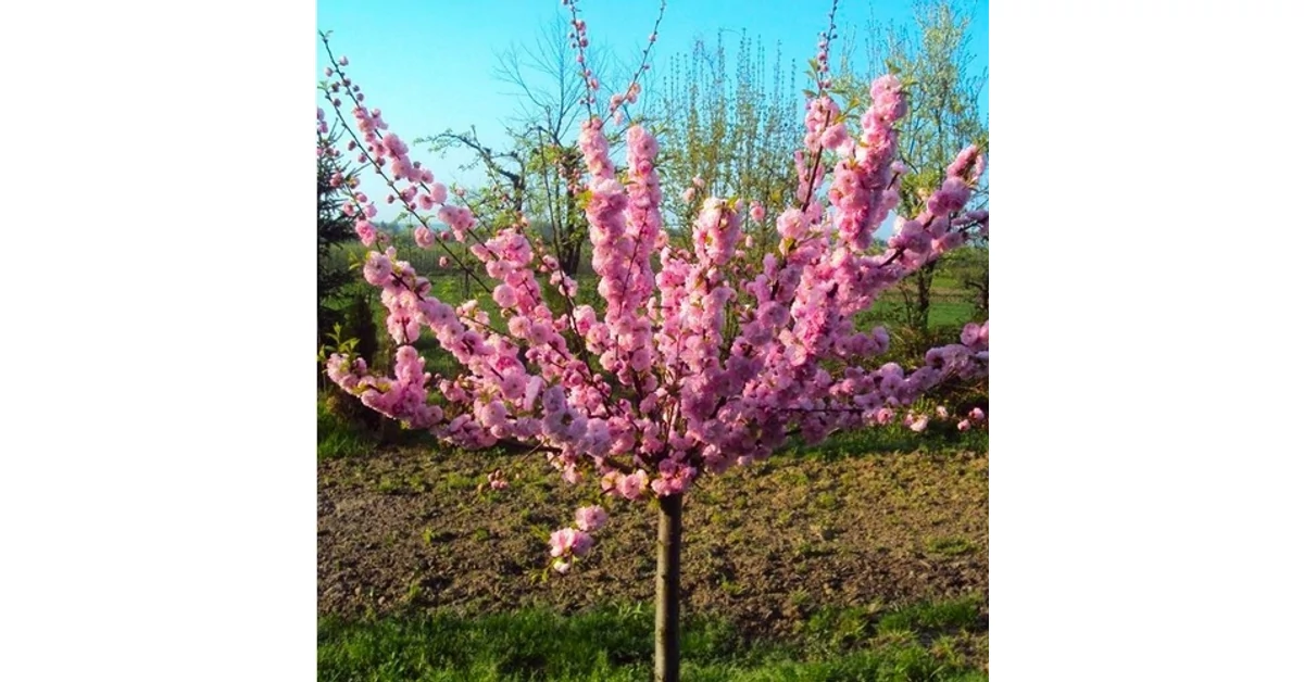 Prunus fajták
