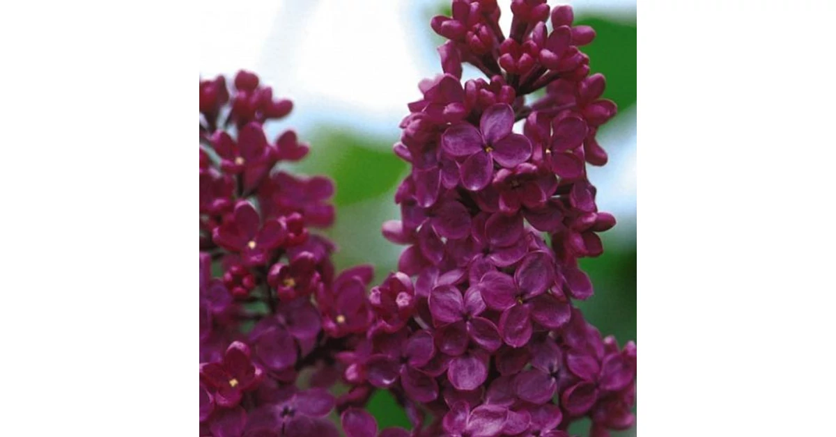 Syringa fajták