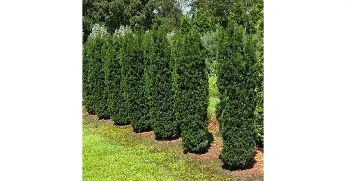 Taxus fajták