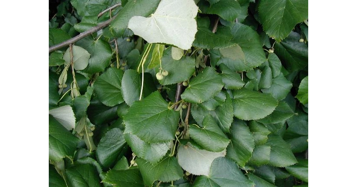 Tilia fajták