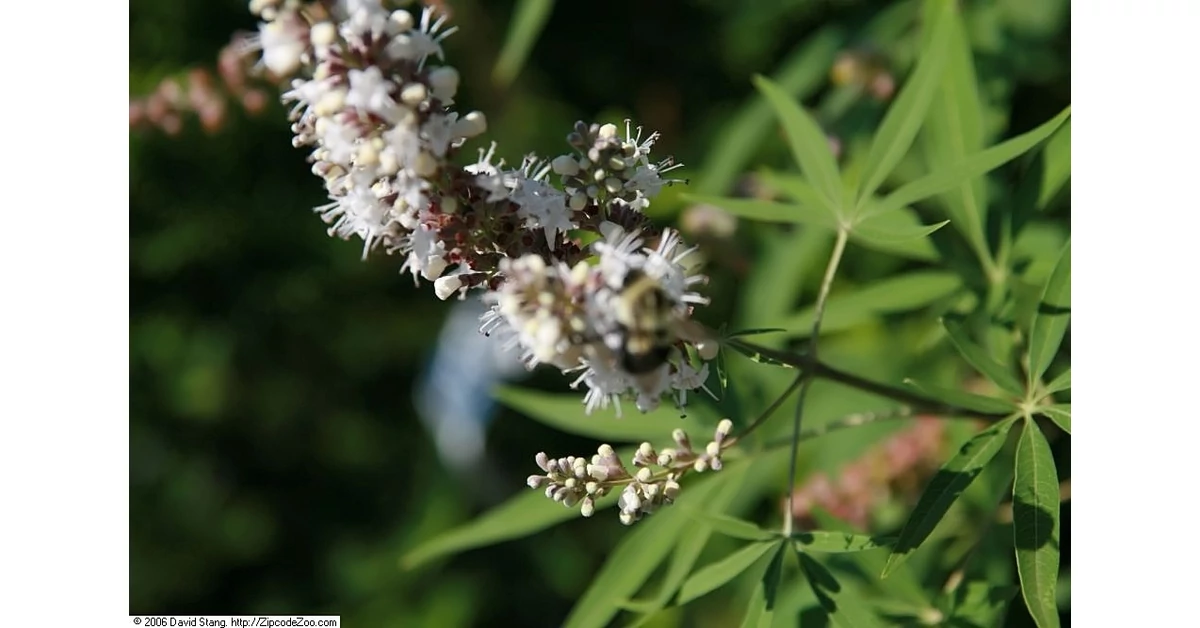 Vitex fajták
