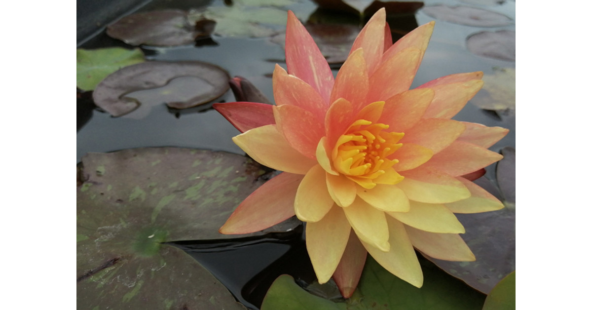 Tavirózsa, vizitök, lótusz