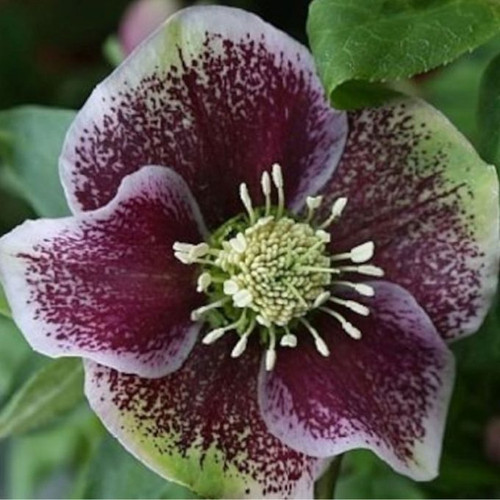 Helleborus orientalis 'Pretty Ellen Spotted' (Keleti hunyor)