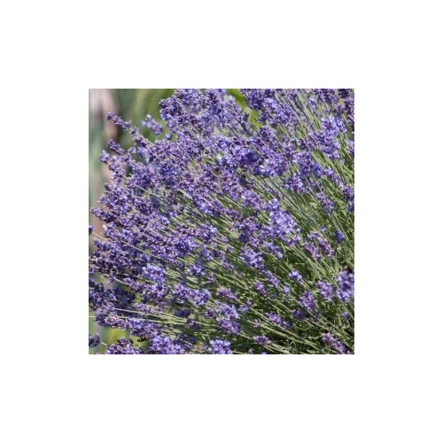 Lavandula angustifolia 'Hidcote' (Francia levendula)