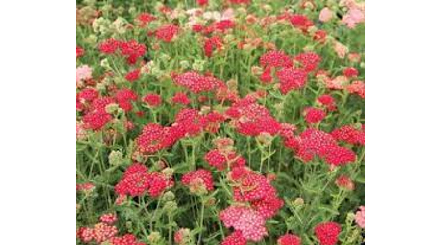 Achillea millefolium 'Belle Epoque' (Közönséges cickafark)