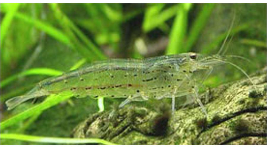 Amano garnéla - Garnélák