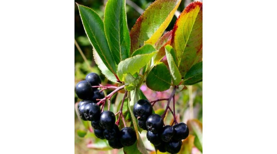 Aronia melanocarpa Viking