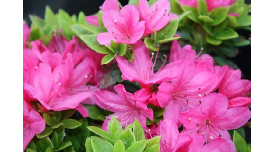 Azalea japonica 'Geisha Pink'