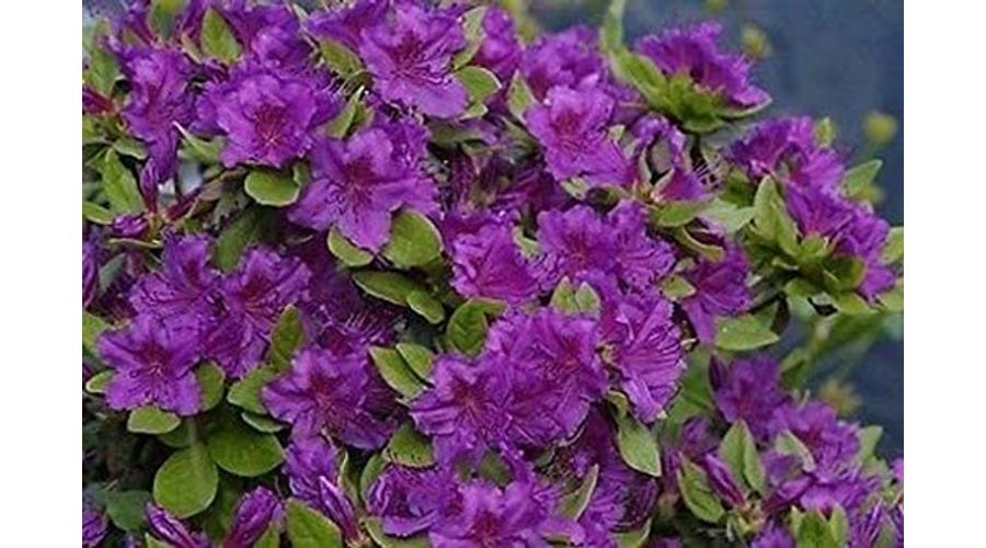 Azalea japonica 'Geisha Purple'