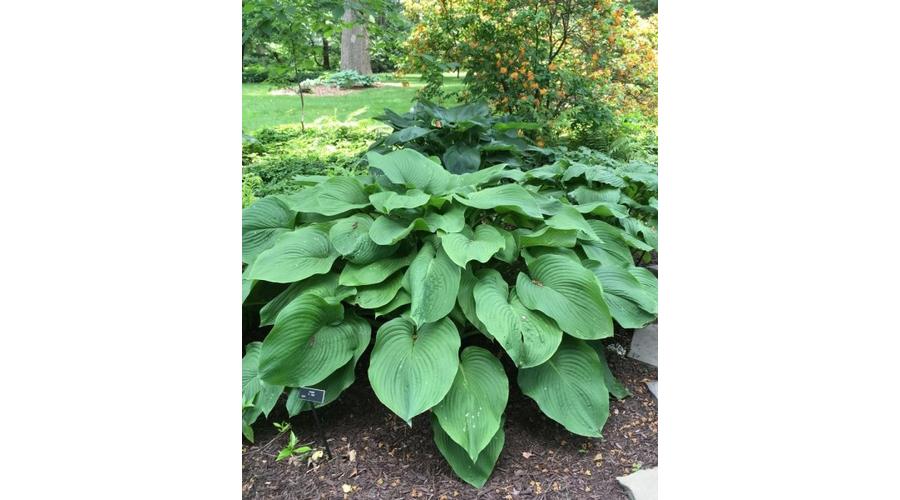 Hosta T-Rex
