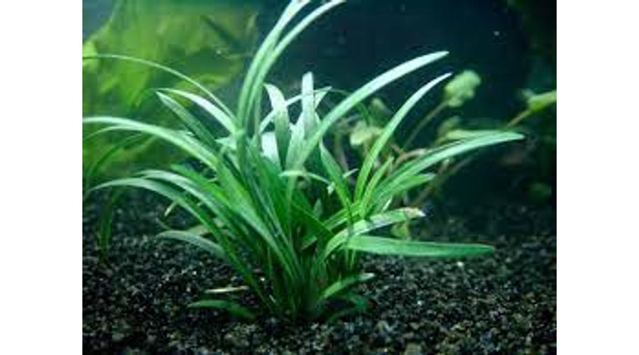 Ophiopogon japonicus - japán kígyószakáll