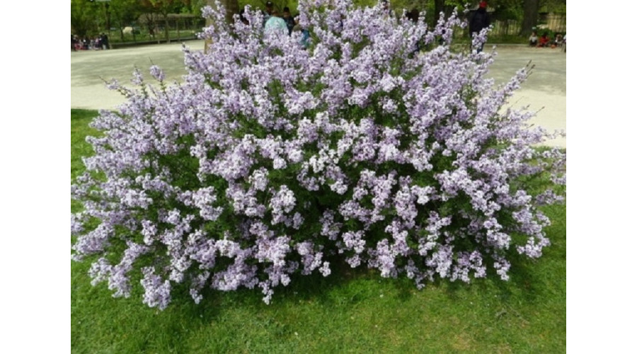 Syringa persica Laciniata - Perzsa orgona