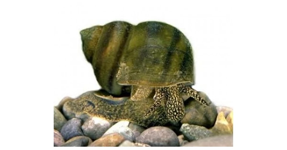 Tavi algaevő csiga - Fiallócsiga - Viviparus - 20 db