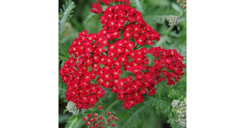Achillea millefolium 'Red Velvet' (Közönséges cickafark)