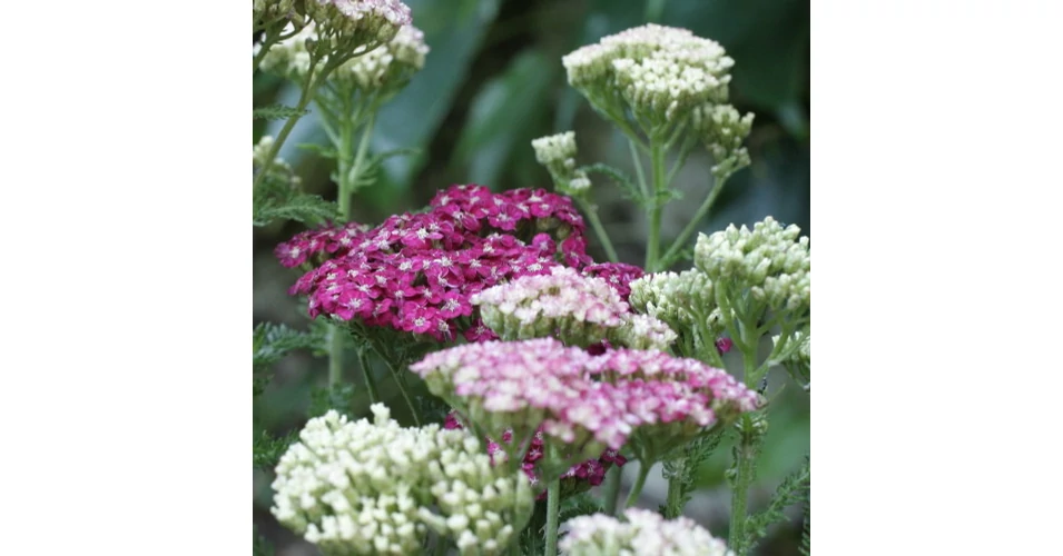 Achillea millefolium 'Saucy Seduction' (Közönséges cickafark)