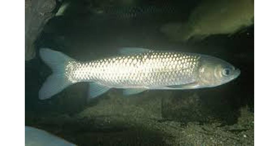 Amur - Kerti tavi halak