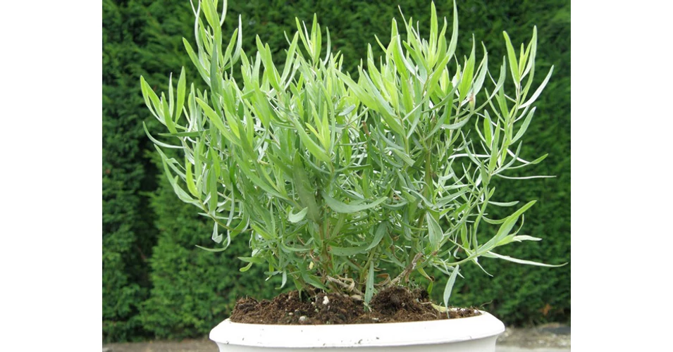 Artemisia dracunculus (Orosz tárkony)