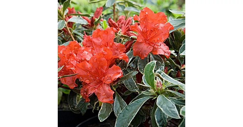 Azalea japonica 'Hotshot Variegata'