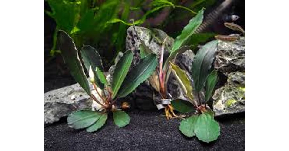 Bucephalandra achiles black dark akváriumi növény