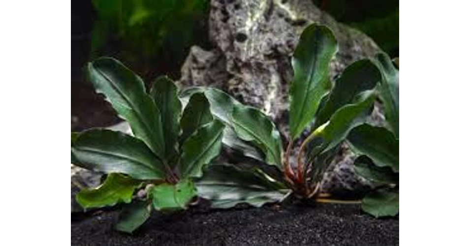 Bucephalandra alamanda v1 blue akváriumi növény