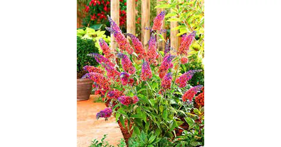 Buddleja davidii Flower Power