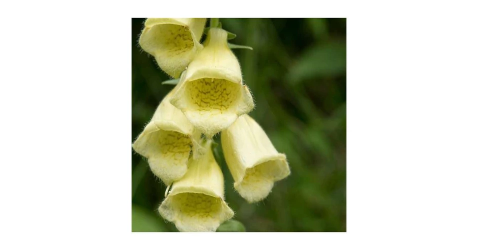 Digitalis grandiflora 'Dwarf Carillion' (Sárga gyűszűvirág)