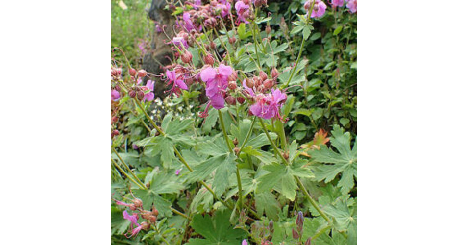 Geranium macorrrhizum 'Sandy's Smile' (Illatos gólyaorr)