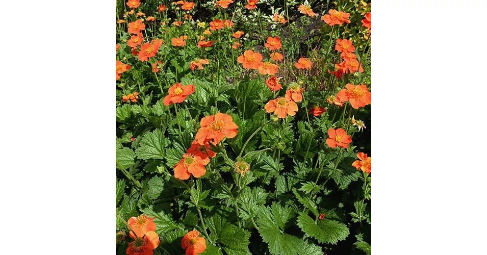 Geum 'Rustico Orange' (Gyömbérgyökér)