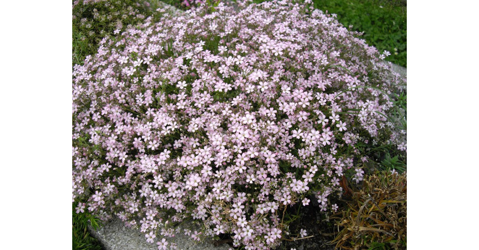 Gypsophila repens 'Rosea' (Havasi fátyolvárág)