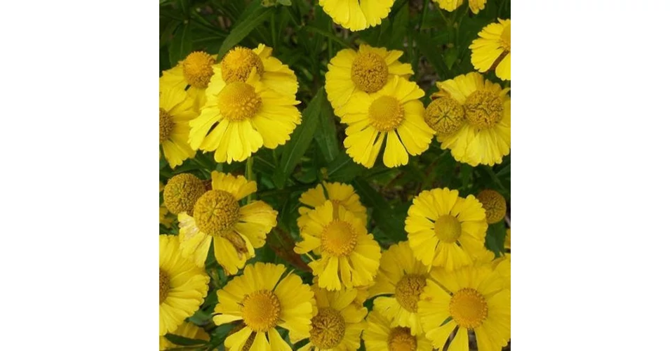 Helenium autumnale 'Helena Gold' (Őszi napfényvirág)