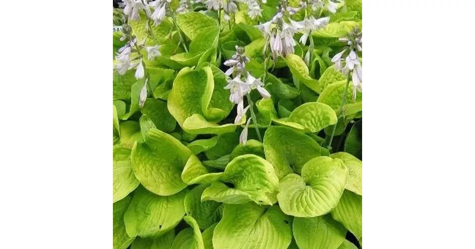 Hosta 'August Moon'
