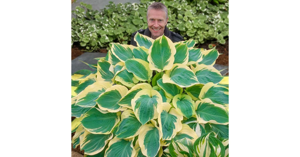 Hosta 'Orion's Belt'