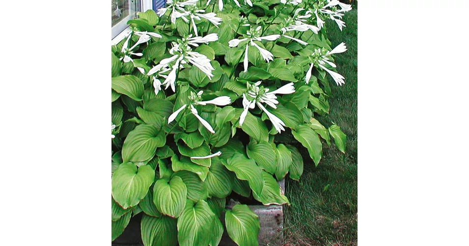 Hosta plantaginea 'Aphrodite'