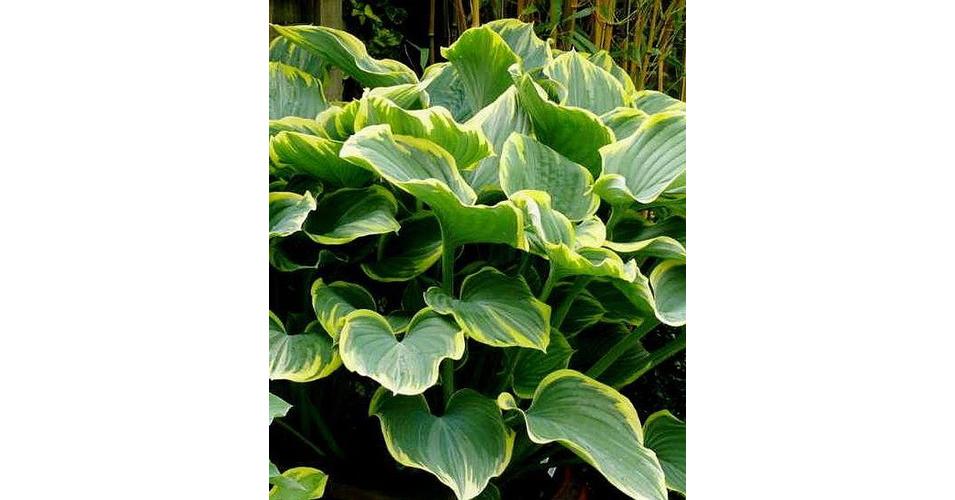Hosta Yellow River