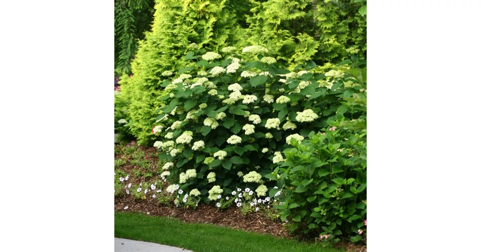 Hydrangea arborescens 'Lime Rickey'®