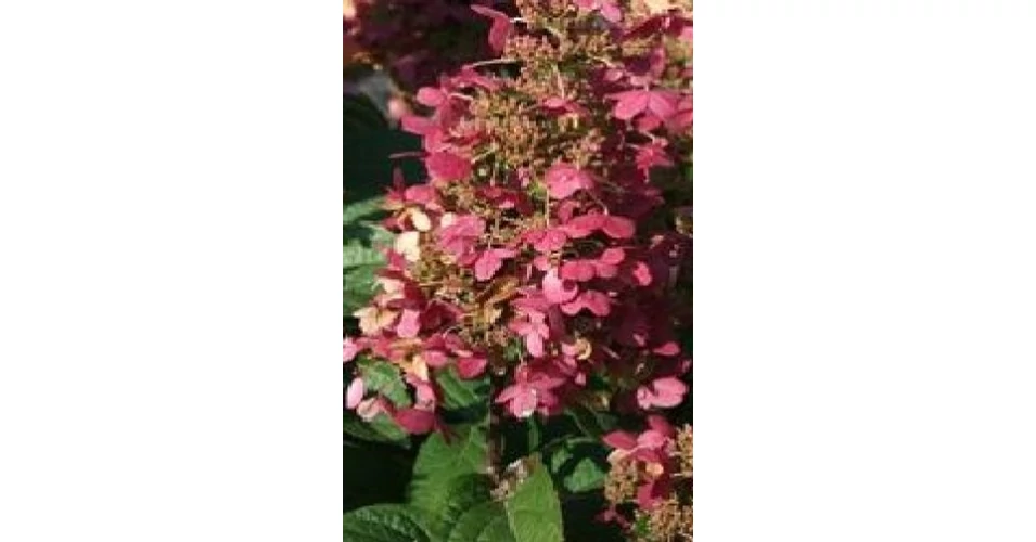 Hydrangea paniculata 'Wim's Red' ® - Bordós virágú bugás hortenzia