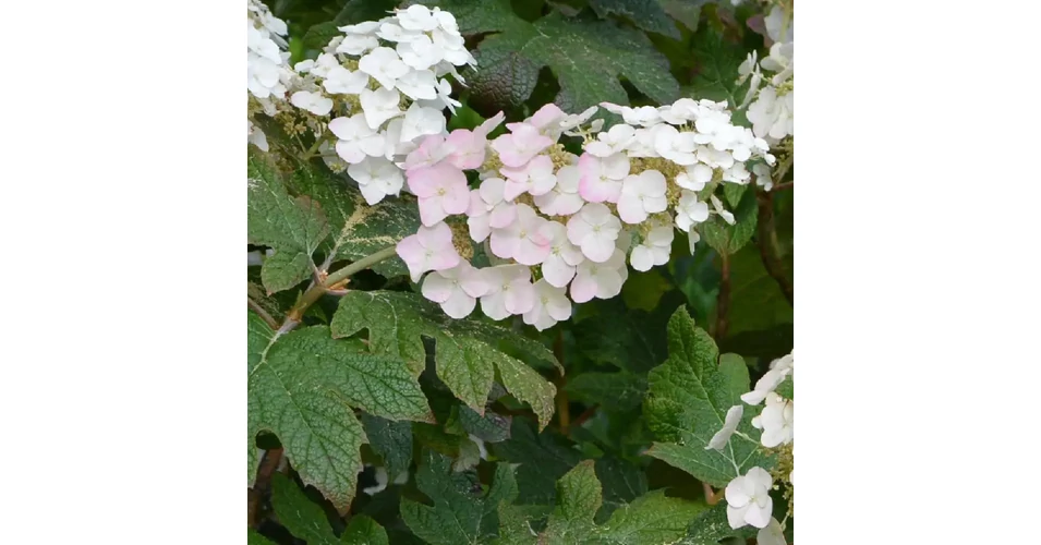 Hydrangea quercifolia 'Applause'